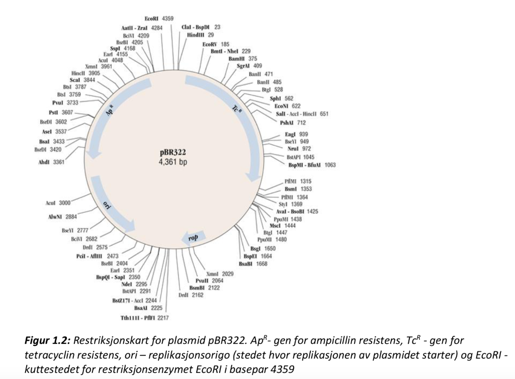 The site of cut for EcoRI is selected as the | Chegg.com