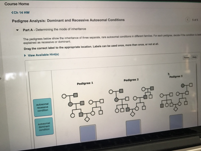 Solved Course Home Ch 14 HW Pedigree Analysis: Dominant and | Chegg.com