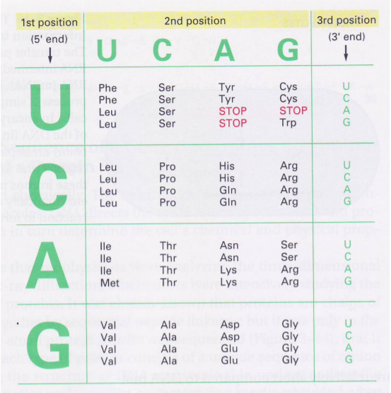 Solved For the nucleotide sequence:AUG GGU AGU UUA AGC GCU | Chegg.com