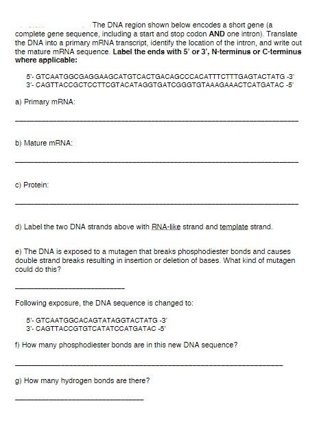 Solved The DNA region shown below encodes a short gene (a | Chegg.com