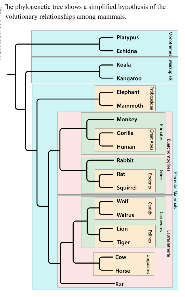 The phylogenetic tree shows a simplified hypothesis | Chegg.com