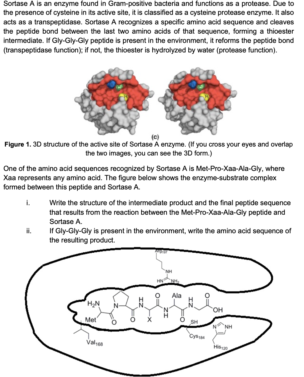 Solved Sortase A is an enzyme found in Gram-positive | Chegg.com