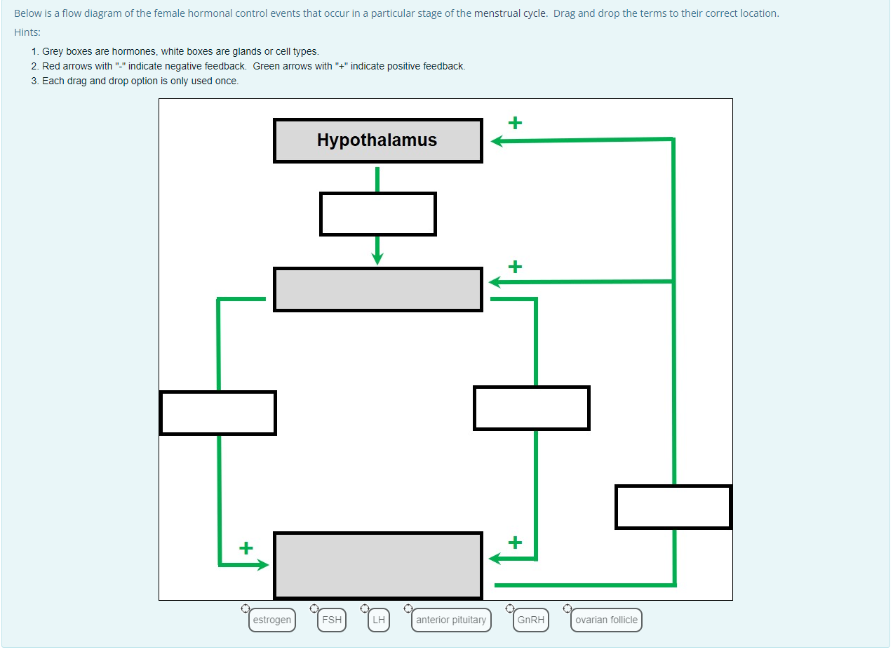 Menstrual Cycle Hormones Flow Chart