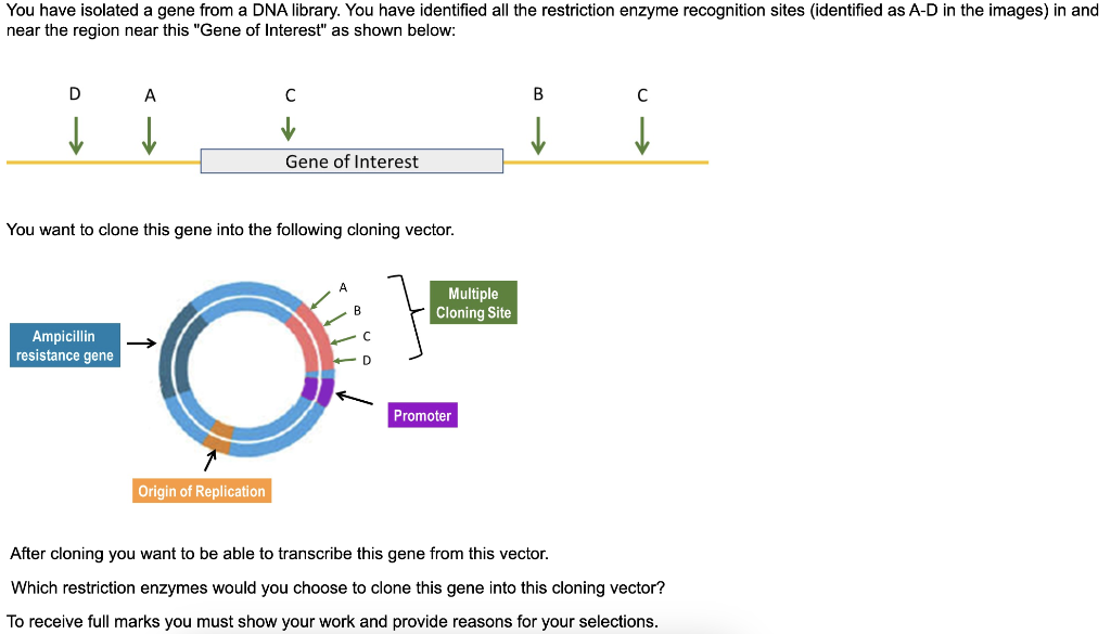 You have isolated a gene from a DNA library. You have | Chegg.com