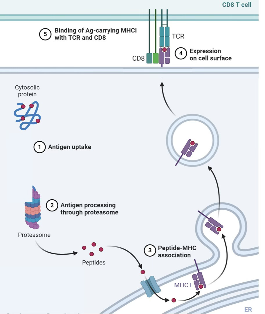 Solved Explain the MHC1 pathway using the diagram below. | Chegg.com