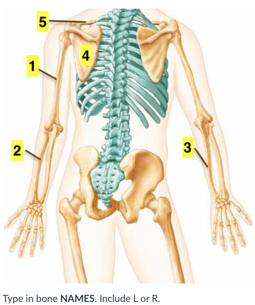 Solved Type in bone NAMES. Include L or R. | Chegg.com