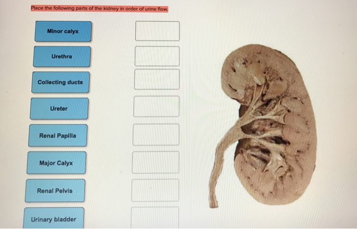 Solved Place the following parts of the kidney in order of | Chegg.com