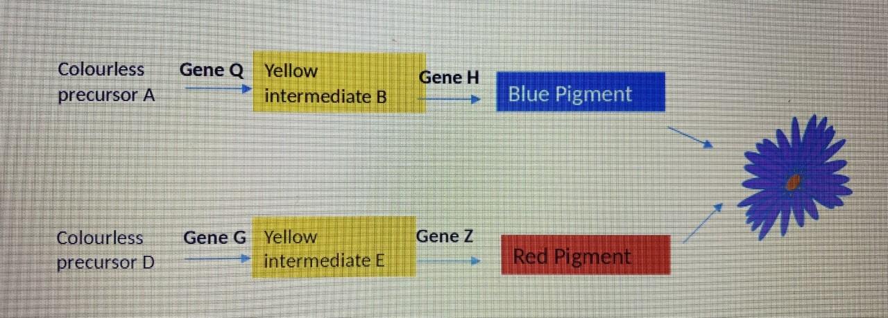 Solved The flower in the picture is purple. Give the | Chegg.com