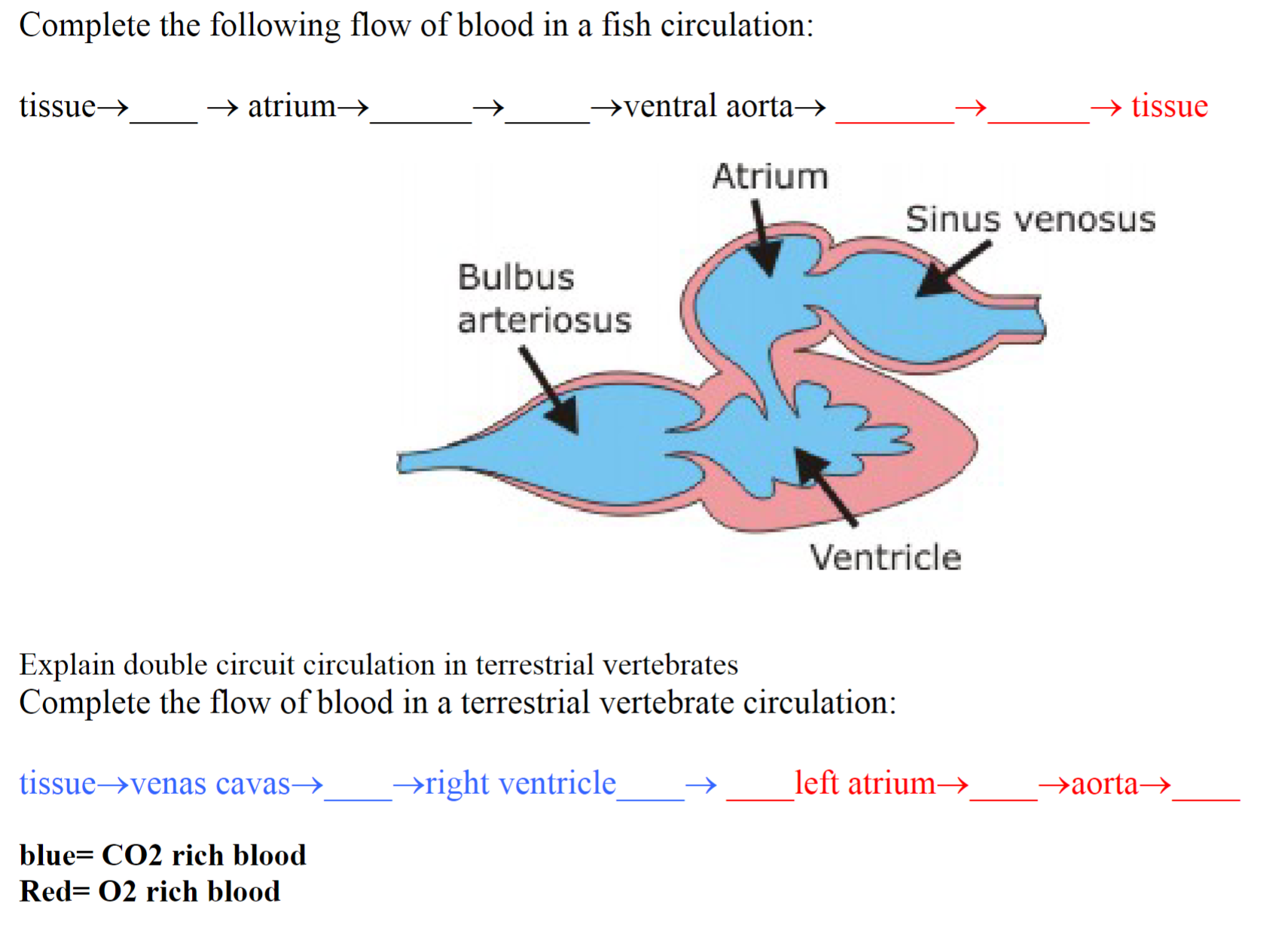 Solved complete the following flow of blood in a fish | Chegg.com