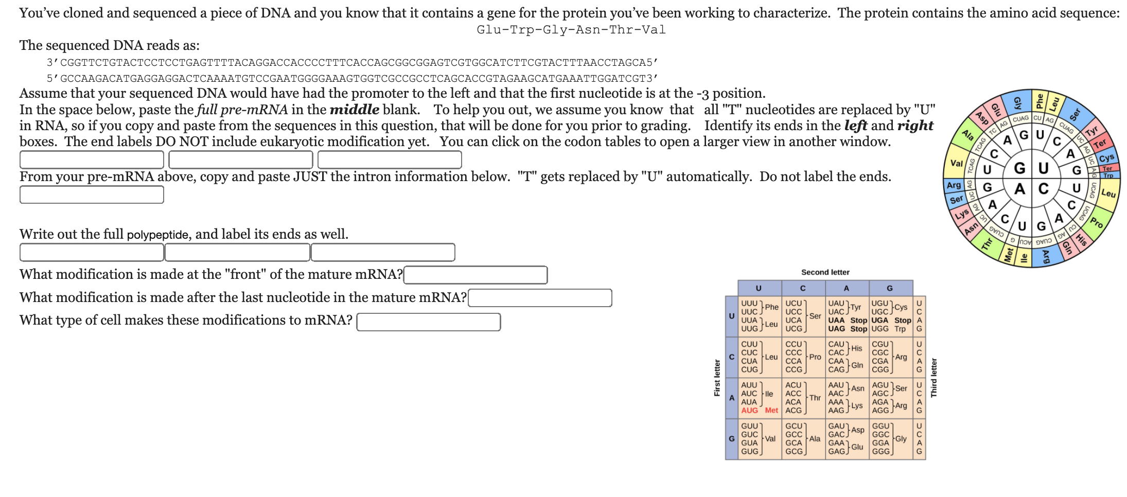 Solved CUAGCU AG CUAG 음 Asp Ser You've cloned and sequenced | Chegg.com