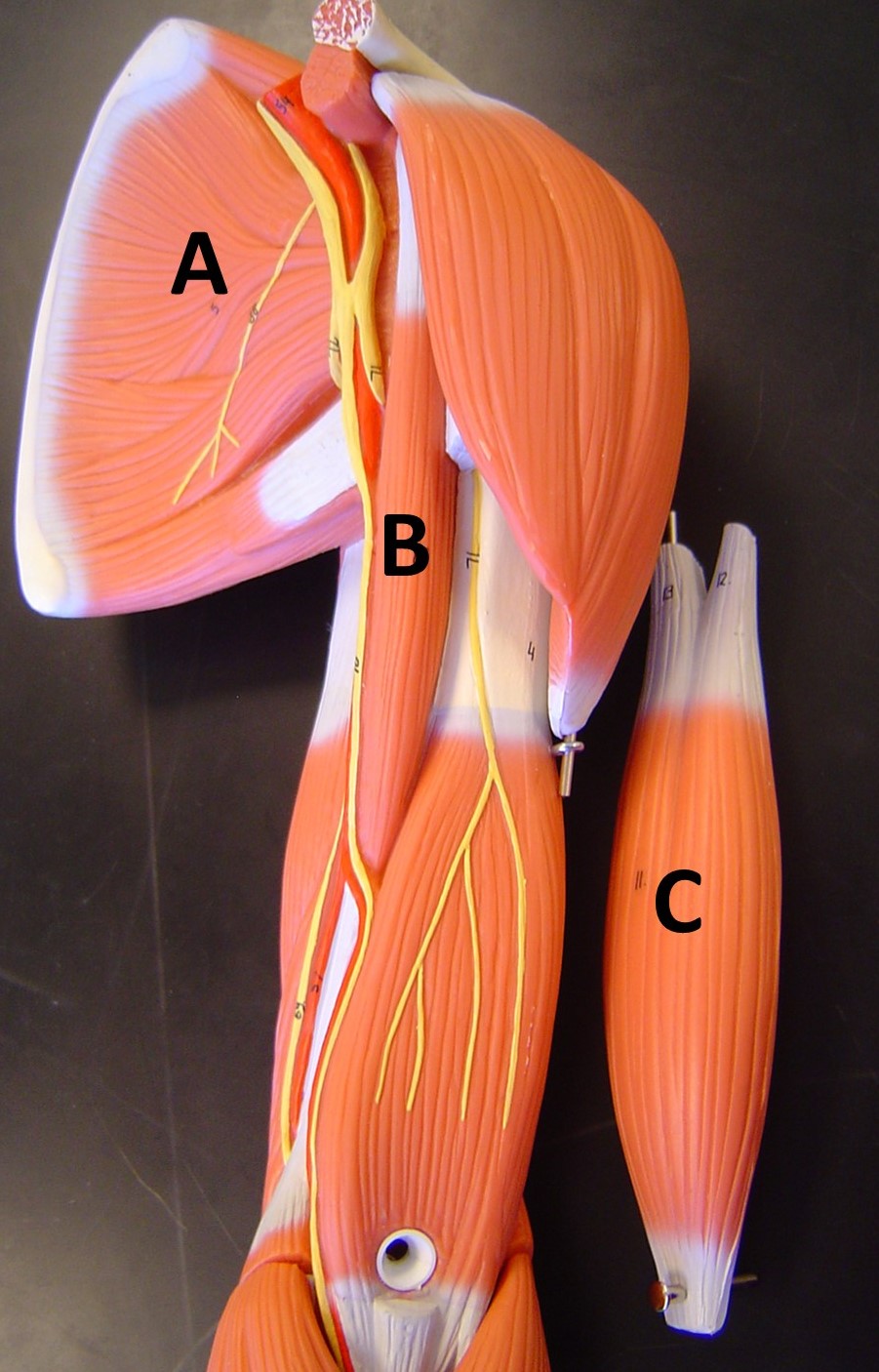 Solved Anatomy and PhysiologyCan you please help me with the | Chegg.com Solved Anatomy and PhysiologyCan you please help me with the | Chegg.com