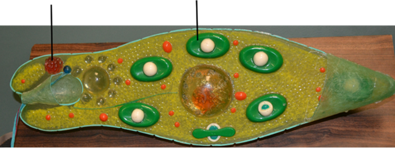 Solved Cells Label the indicated structures in the following | Chegg.com