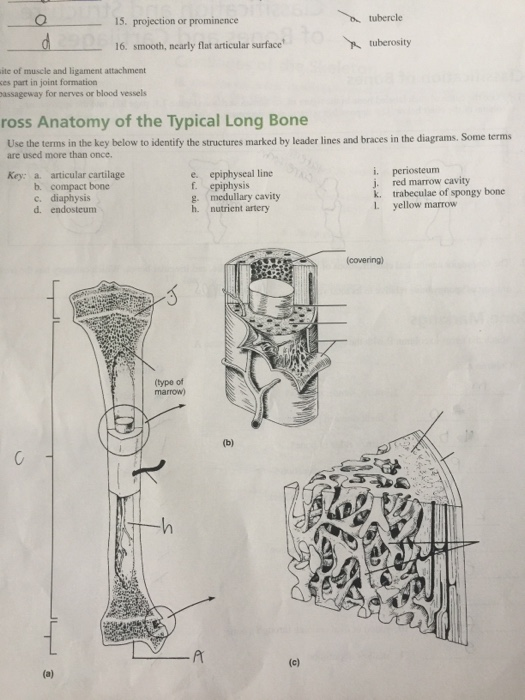 Solved tubercle tuberosity 0 15. projection or prominence | Chegg.com