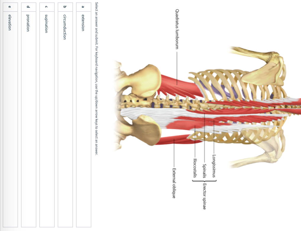 Solved 11.0 Homework. Unanswered Match the muscle name with | Chegg.com