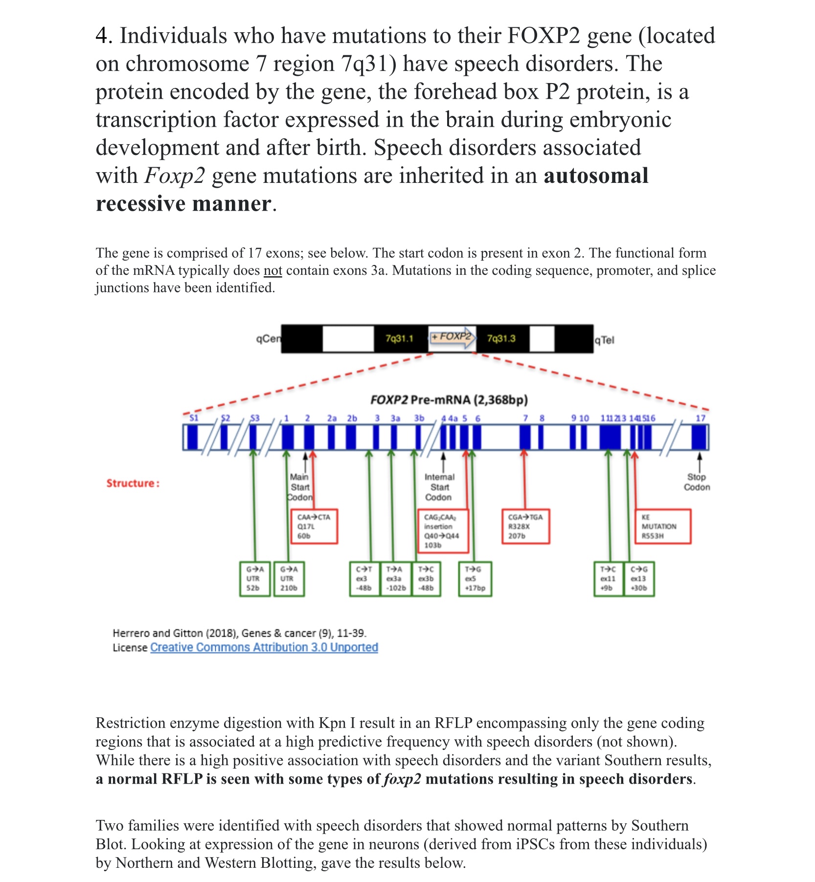 Solved 4. Individuals who have mutations to their FOXP2 gene | Chegg.com