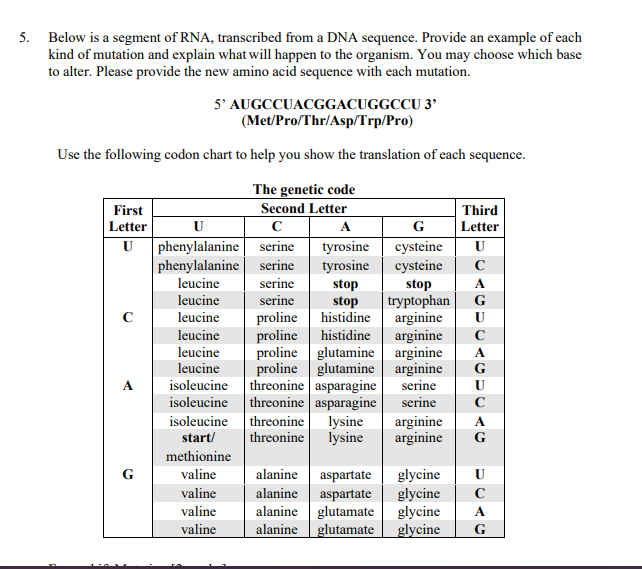 Solved 5. Below is a segment of RNA, transcribed from a DNA | Chegg.com