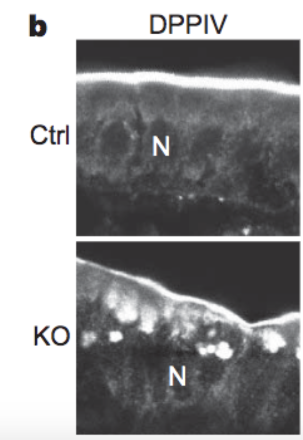 Solved What are we looking at?– Cell types / treatments?– | Chegg.com