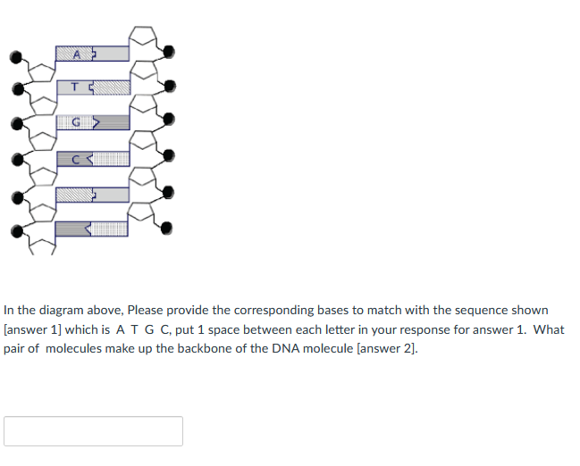 Solved What type of molecule is depicted in the diagram | Chegg.com