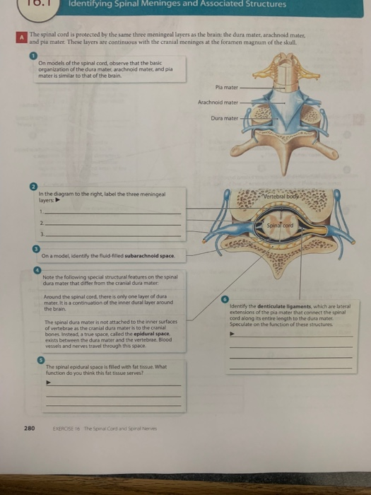 Solved Identifying Spinal Meninges and Associated Structures | Chegg.com