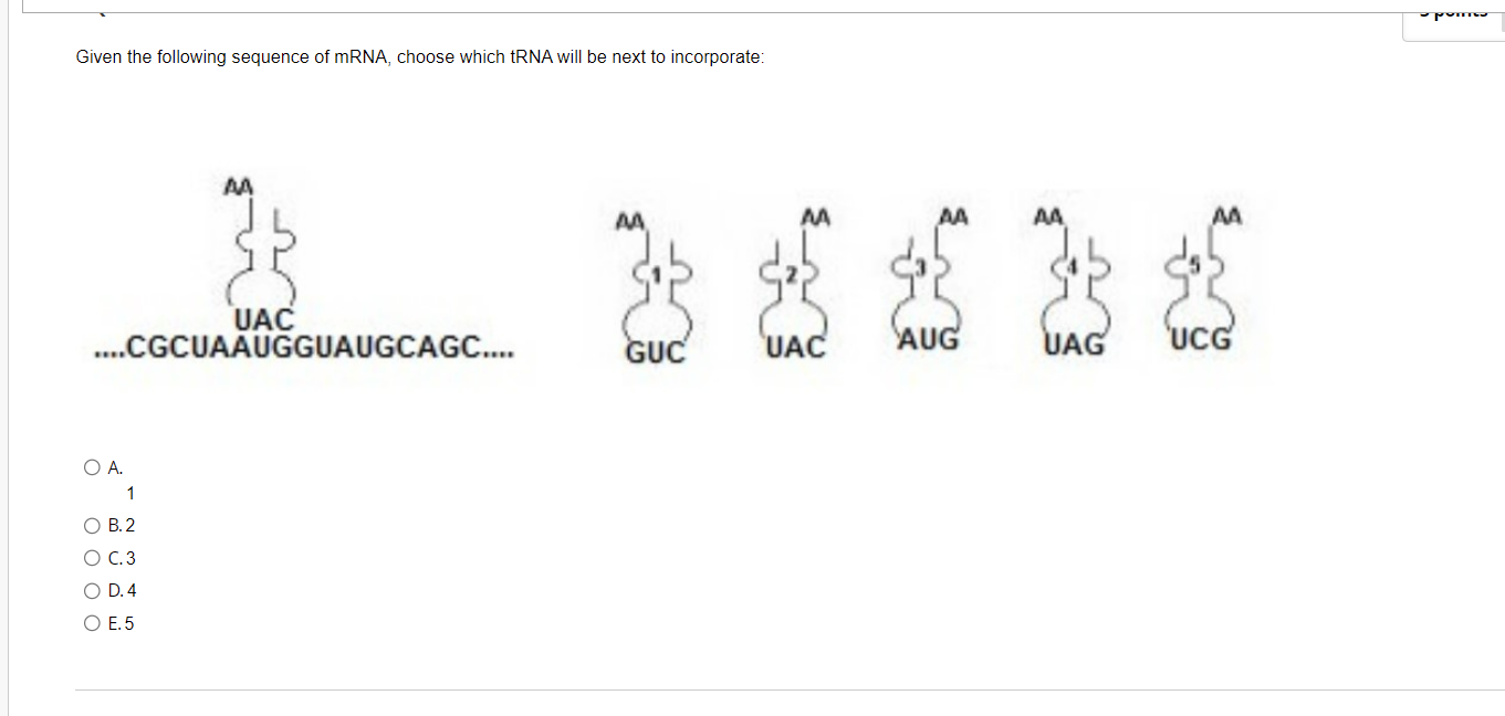 Given the following sequence of mRNA, choose which | Chegg.com