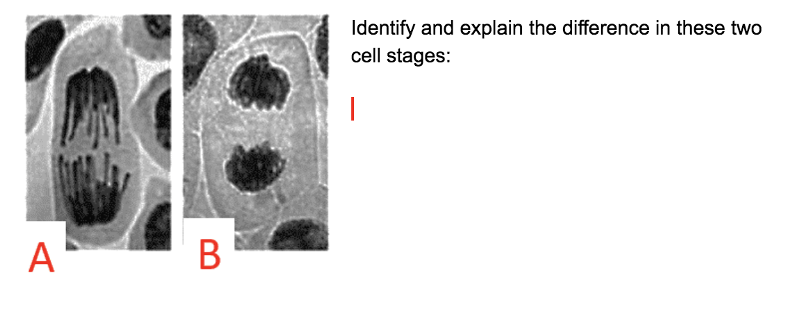 Solved Identify and explain the difference in these two cell | Chegg.com