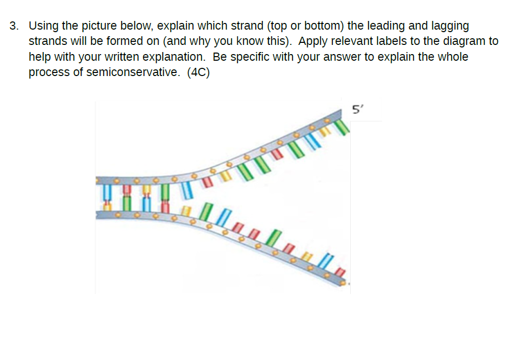 Solved 3. Using the picture below, explain which strand (top | Chegg.com