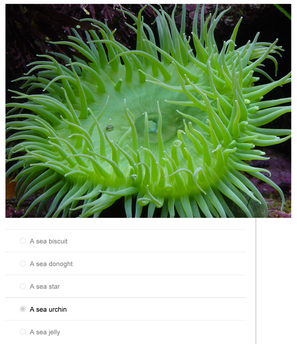 Solved Which animal is more closely related to the | Chegg.com