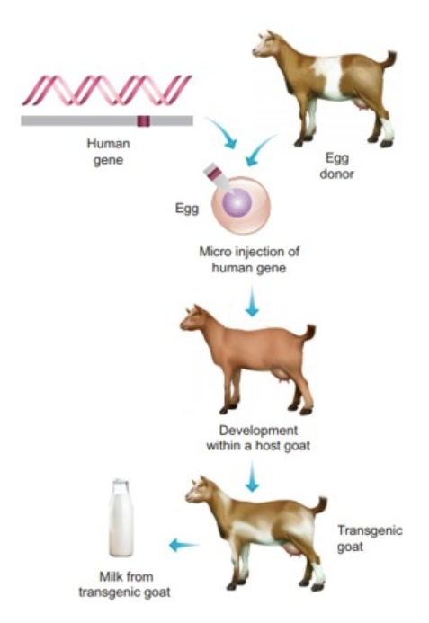 Solved The figure above shows the process of production of a | Chegg.com