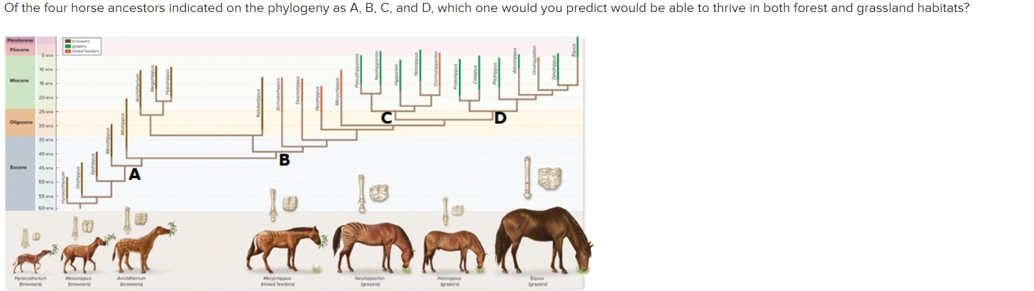 Solved Of the four horse ancestors indicated on the | Chegg.com