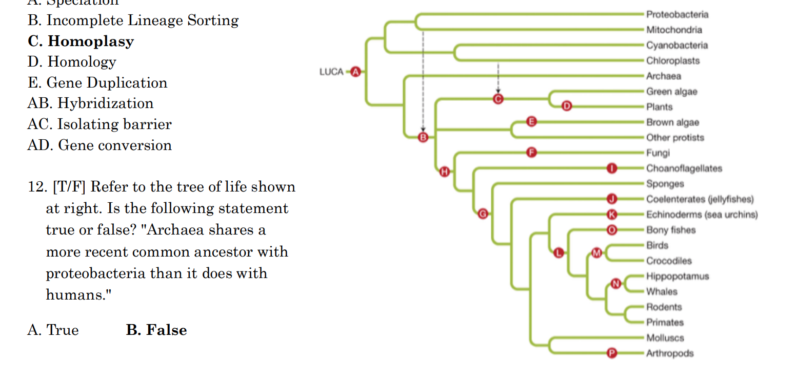 Solved LUCA B. Incomplete Lineage Sorting C. Homoplasy D. | Chegg.com