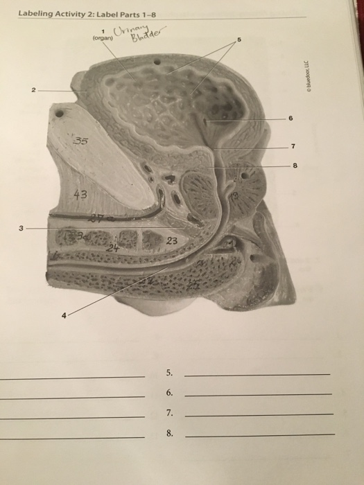 Solved Labeling Activity 2: Label Parts 1-8 (organ) B 2 35 8 | Chegg.com