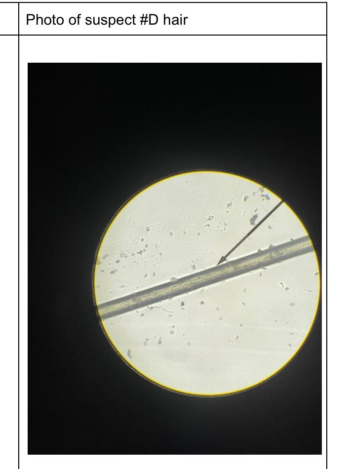 Solved Describe this specific hair (as shown below) with | Chegg.com