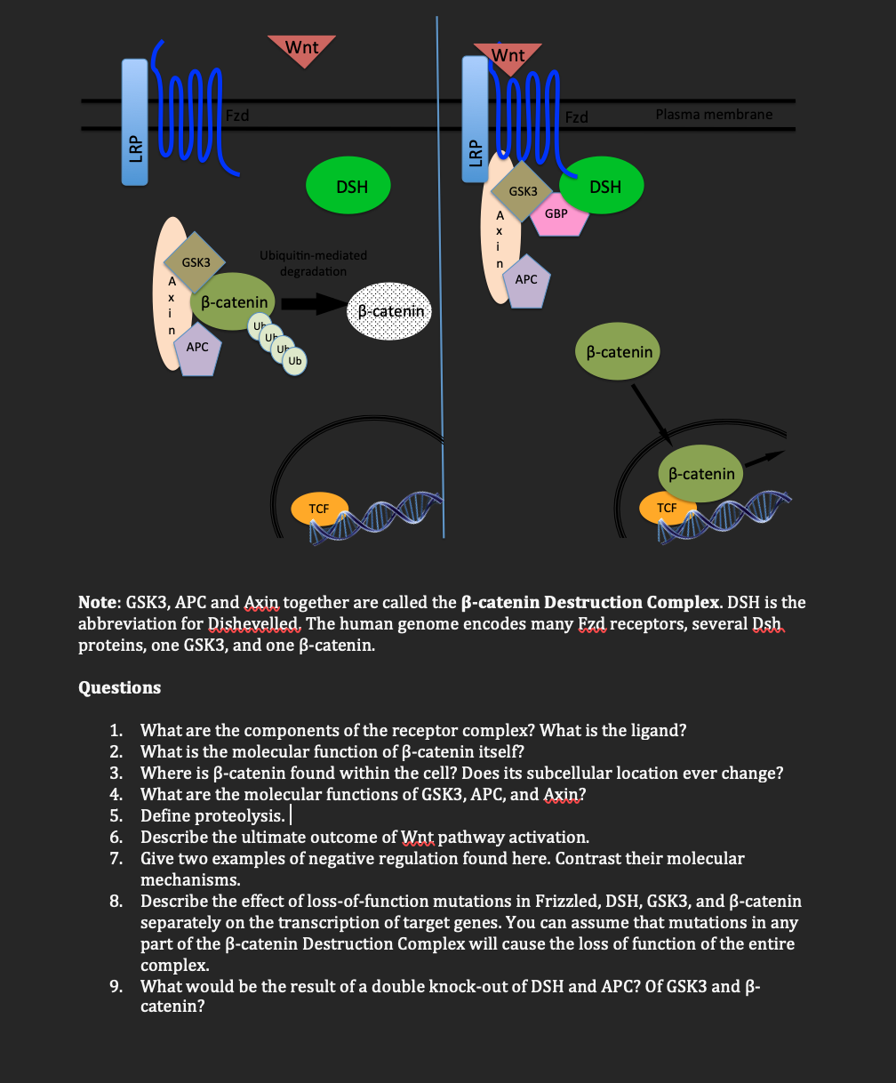 Solved Wnt Wnt Fzd Fzd Plasma membrane LRP LRP DSH GSK3 DSH | Chegg.com