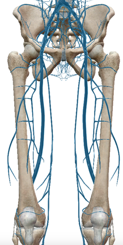 Label the veins of the upper leg. Identify: Left | Chegg.com