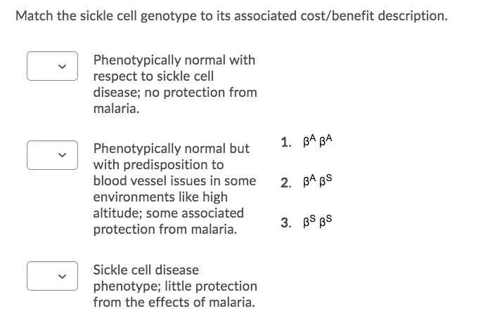 Solved Match the sickle cell genotype to its associated | Chegg.com
