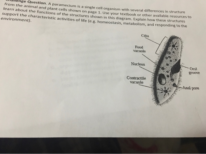 Solved allenge Question. A paramecium is a single cell | Chegg.com