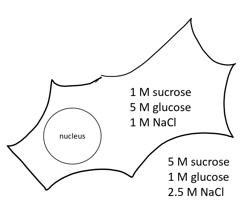 Solved 1. List each solute and determine the net direction | Chegg.com