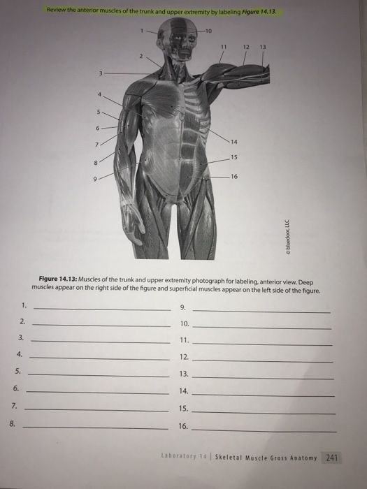 Solved: Laboratory 14: Skeletal Muscle Gross Anatomy Anter... | Chegg.com