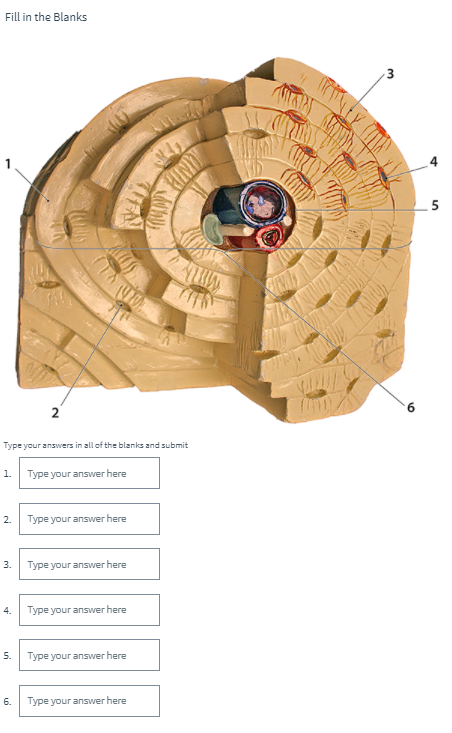 Solved Fill in the Blanks 3 5 2 Type your answers in all of | Chegg.com