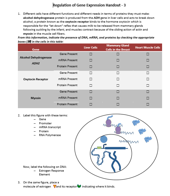 Solved Regulation of Gene Expression Handout - 3 1. | Chegg.com