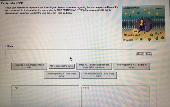Solved Focus your attention on step one of the Focus Figure. | Chegg.com