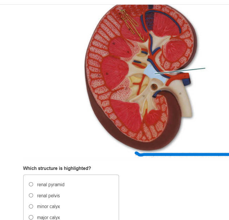 Solved Which structure is highlighted? renal pyramid renal | Chegg.com