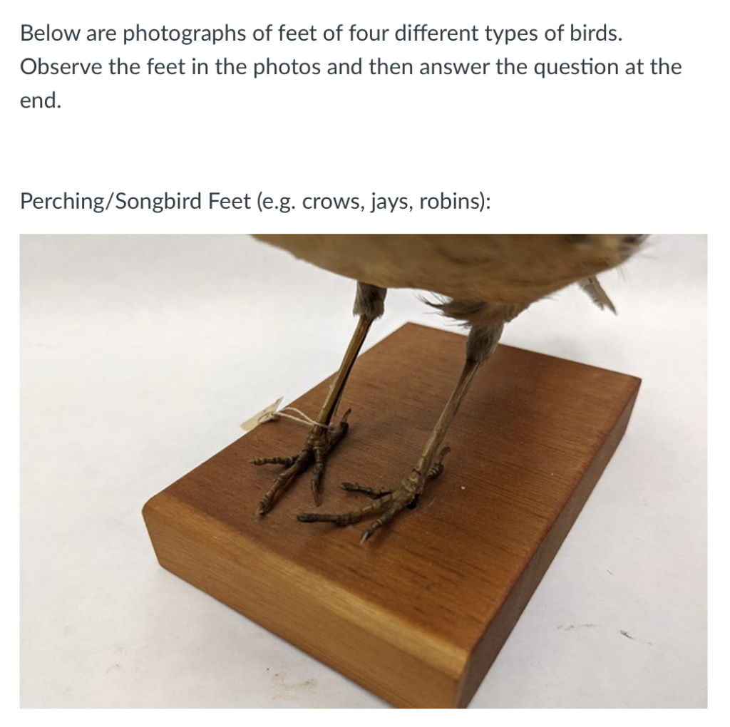 Solved Below are photographs of feet of four different types | Chegg.com