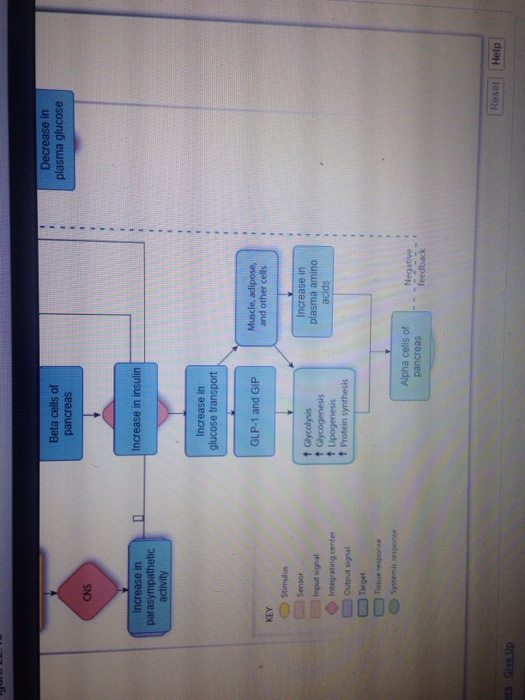 Solved 8 out of 10 incorrect. Drag and label the diagram to | Chegg.com