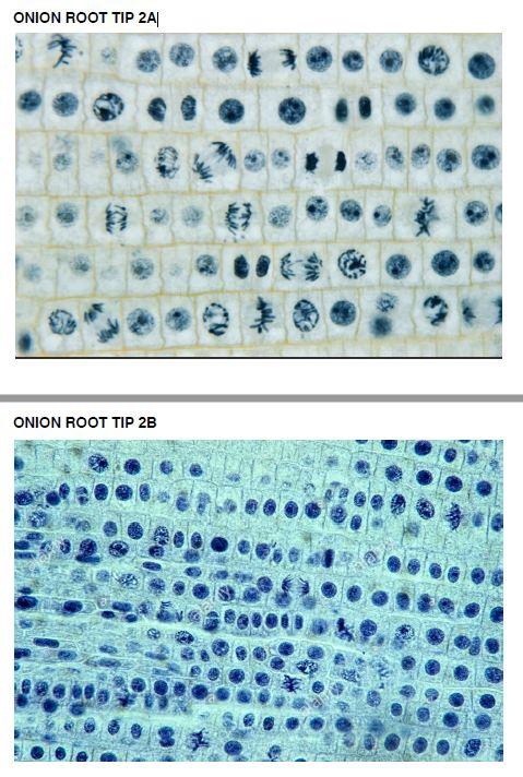 Part B: Estimating Timing of Cell Cycle Phases The | Chegg.com