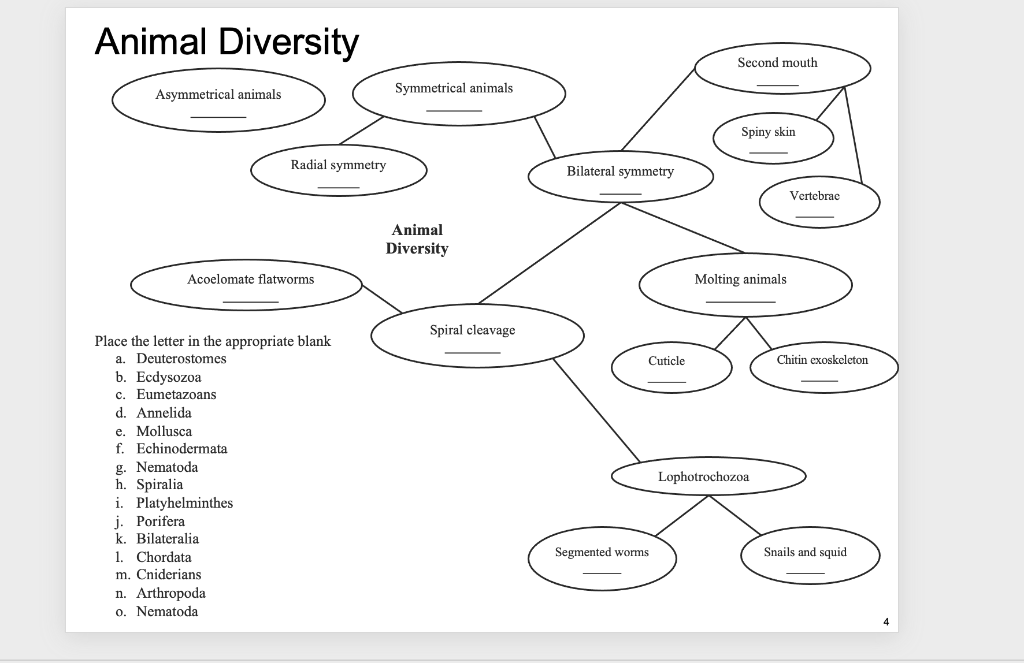 Solved Animal Diversity Second mouth Asymmetrical animals | Chegg.com