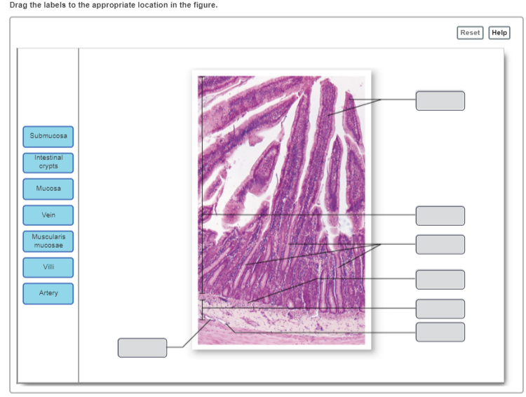 Solved Art-labeling Activity: Wall of the Jejunum. Drag the | Chegg.com
