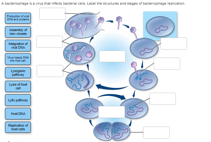 Solved A bacteriophage is a virus that infects bacterial | Chegg.com