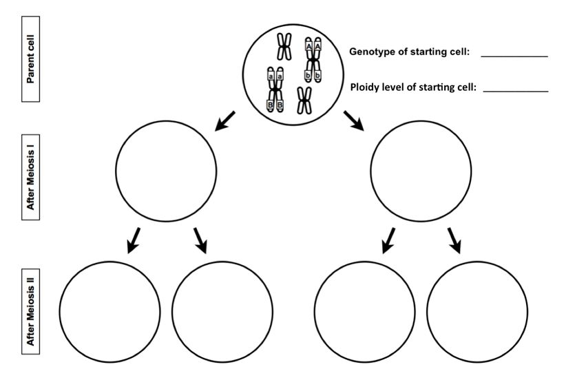 Solved 3. Given below is a parent cell that is ready to | Chegg.com