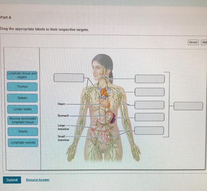 Solved: Art-labeling Activity: Overview Of The Lymphatic S... | Chegg.com Solved: Art-labeling Activity: Overview Of The Lymphatic S... | Chegg.com